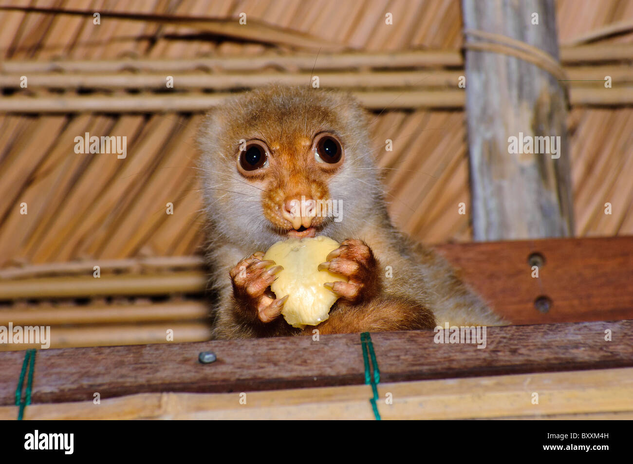 Common spotted cuscus spilocuscus maculatus is a cuscus hi-res stock ...