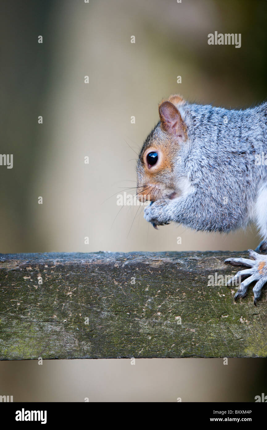 Grey Squirrel Sat On A Fence Stock Photo - Alamy