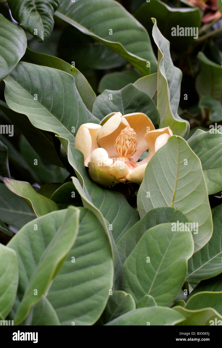 Chinese Evergreen Magnolia or Delavay's Magnolia, Magnolia delavayi ...