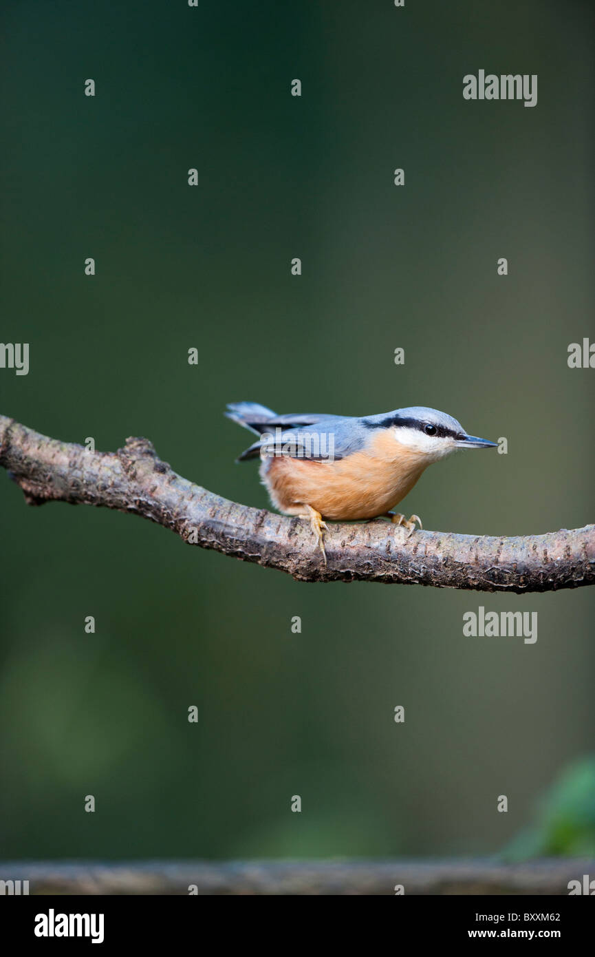 A Nuthatch Perching On A Tree Branch Stock Photo - Alamy