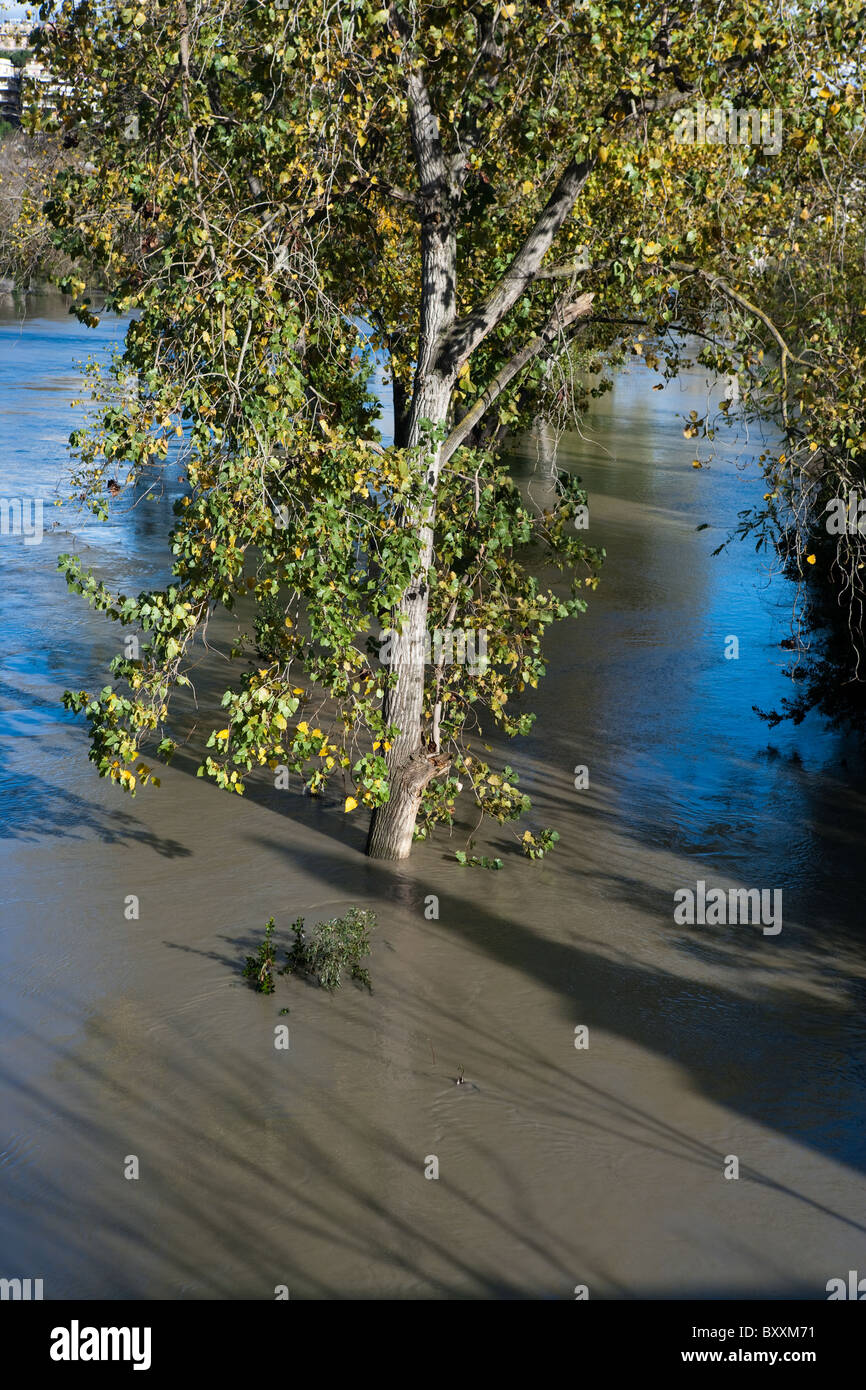 Tiber river full high water in Ponte Milvio bridge raining Rome Italy ...