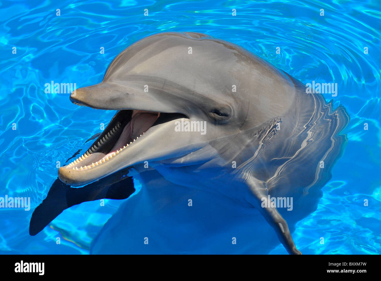 Dolphin mouth open hi-res stock photography and images - Alamy