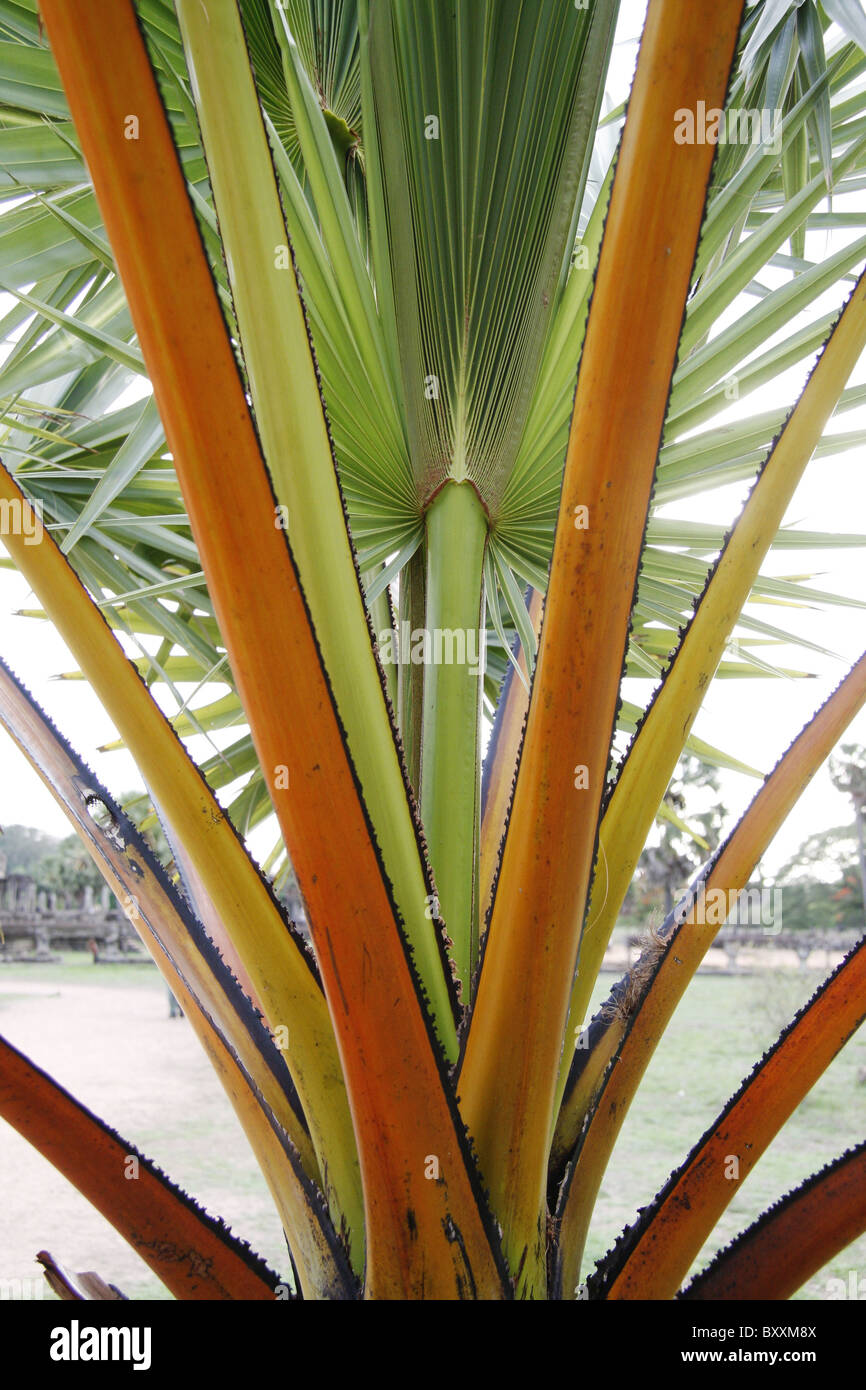 Lonta hi-res stock photography and images - Alamy