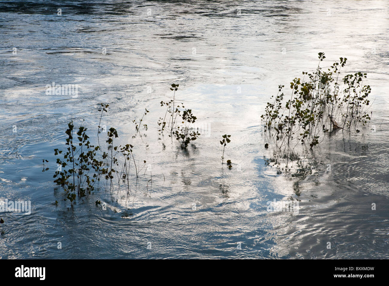 Plants in flood hi-res stock photography and images - Alamy