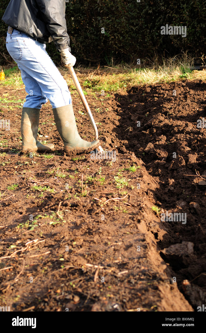 Man Digging Allotment Stock Photo - Alamy