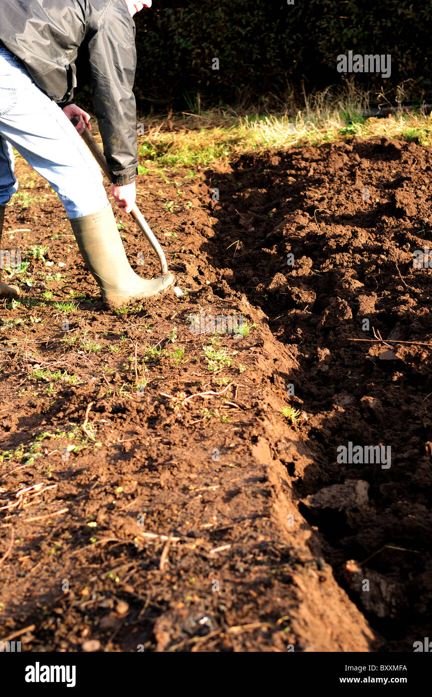 Man Digging Allotment Stock Photo - Alamy