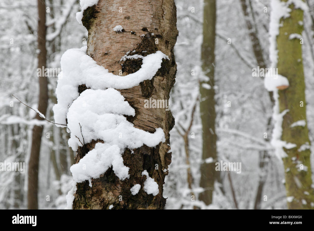 Woodlands In Snow High Resolution Stock Photography and Images - Alamy