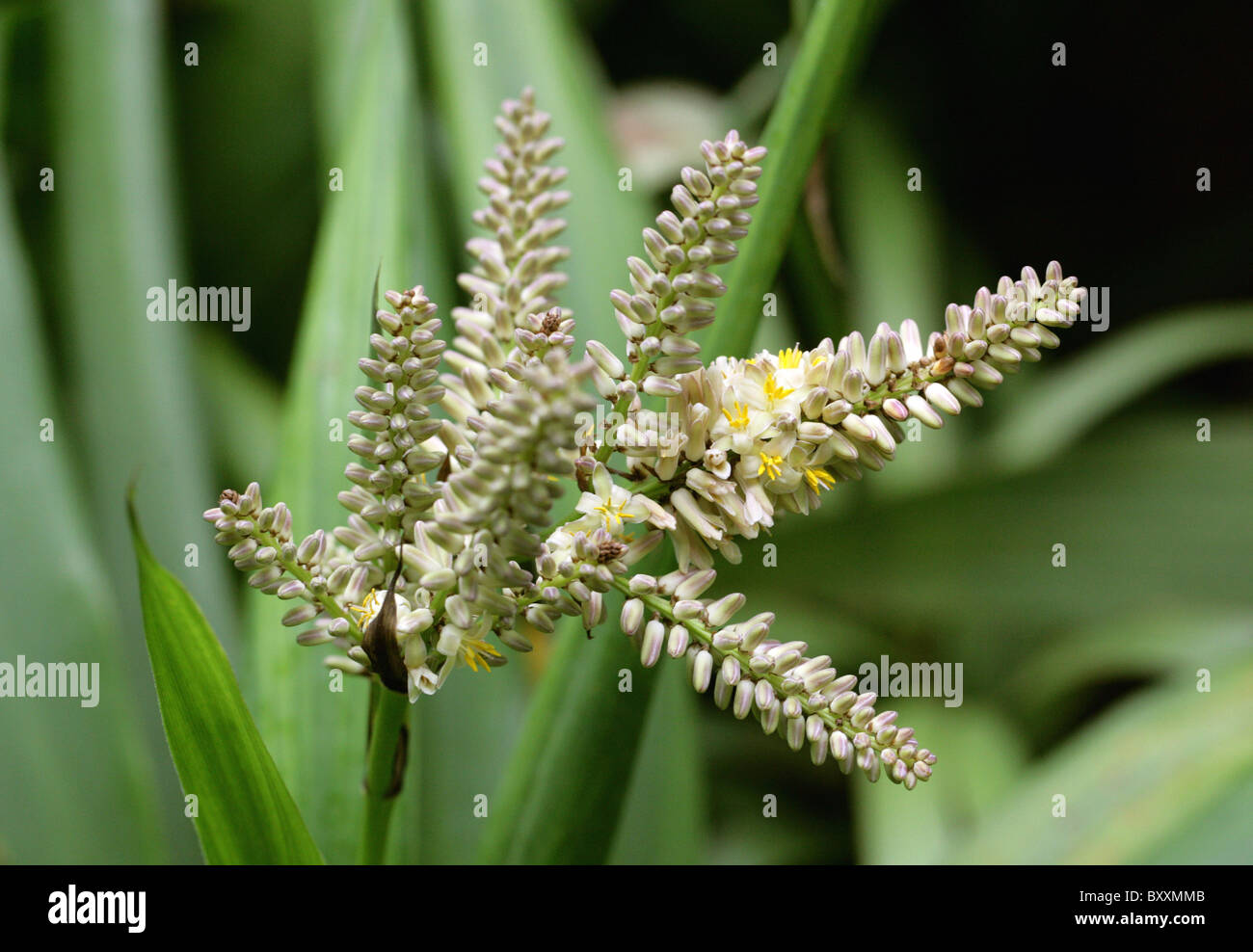 Palm Lily, Cordyline cannifolia, Asparagaceae, Australia. Found only in ...