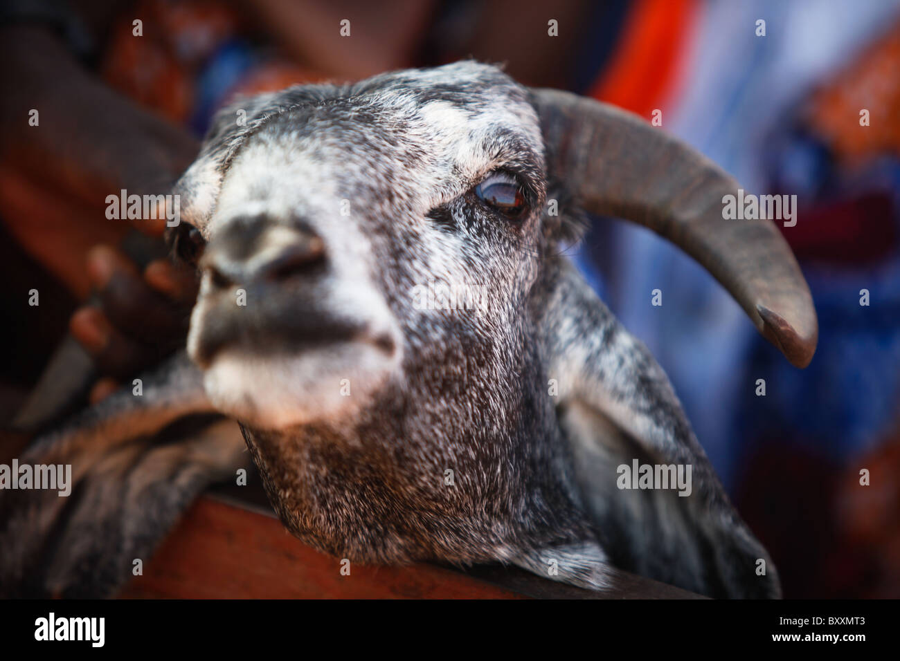 This goat is destined for sale at Djibo's weekly Wednesday market in ...