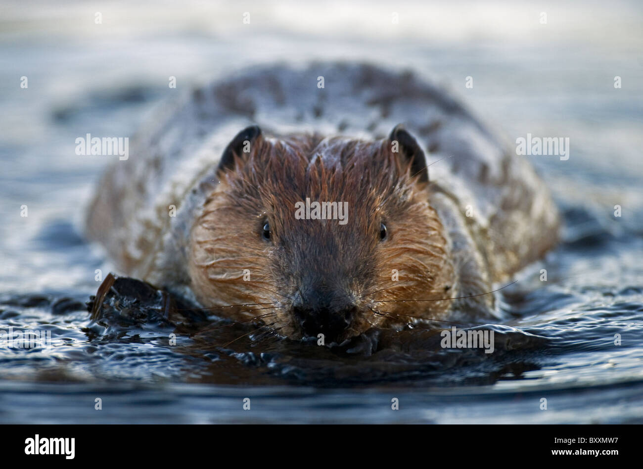 A front view of an adult beaver working Stock Photo - Alamy
