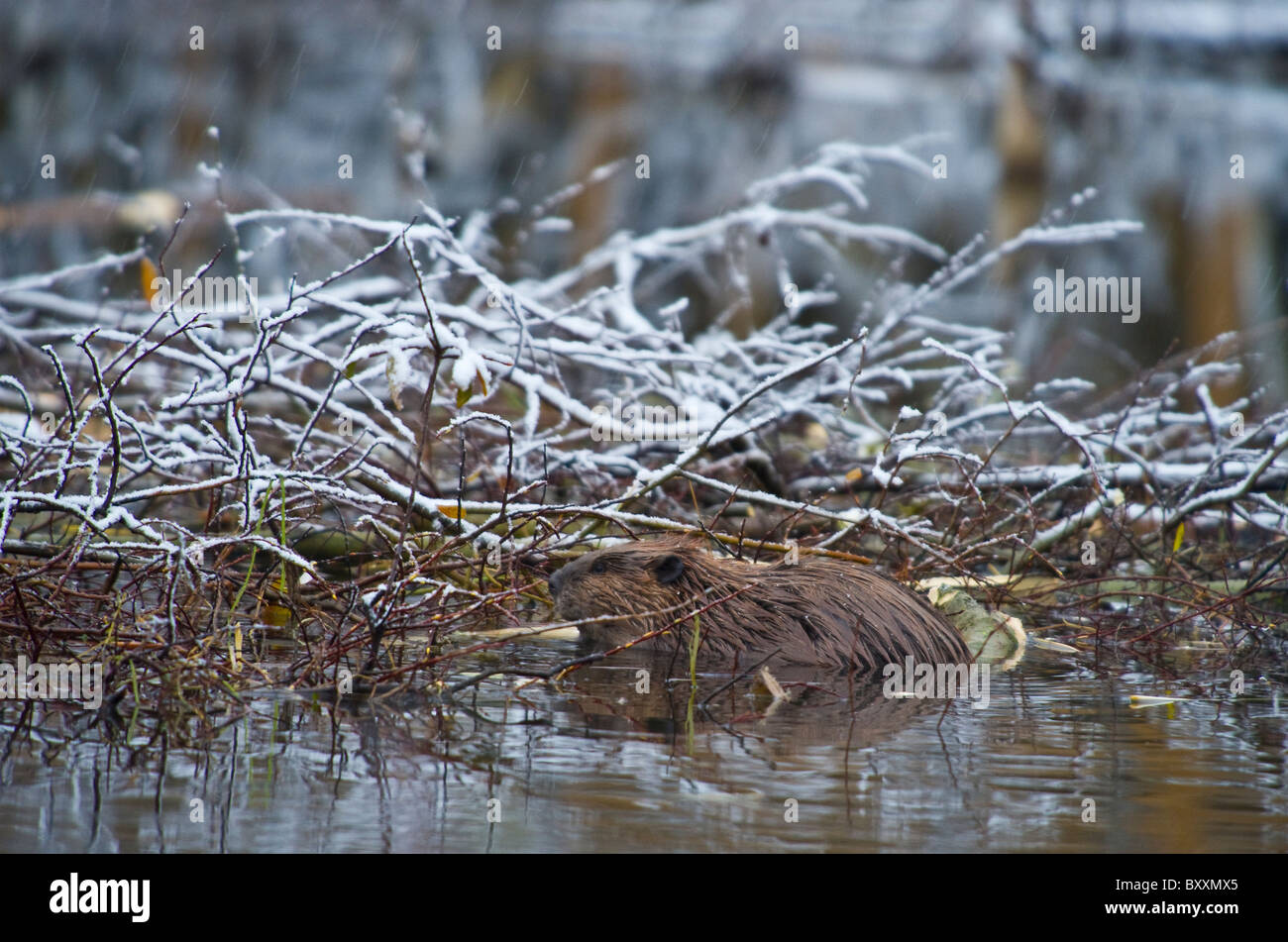 A beaver feeding on his winter food supply Stock Photo - Alamy