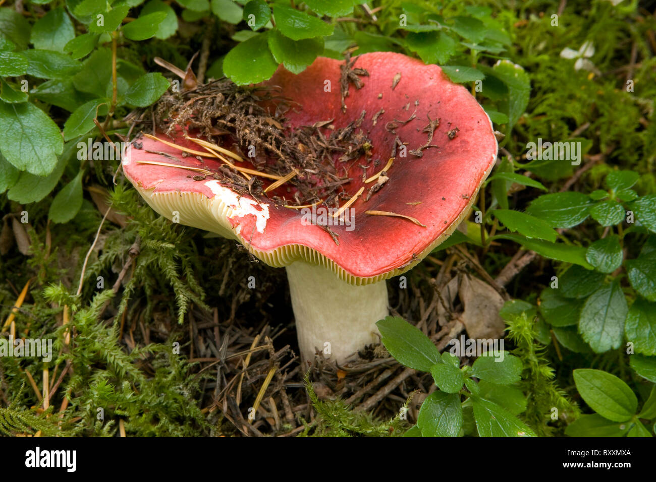Shrimp Mushroom (Russula xerampelina) an edible mushroom growing wild ...