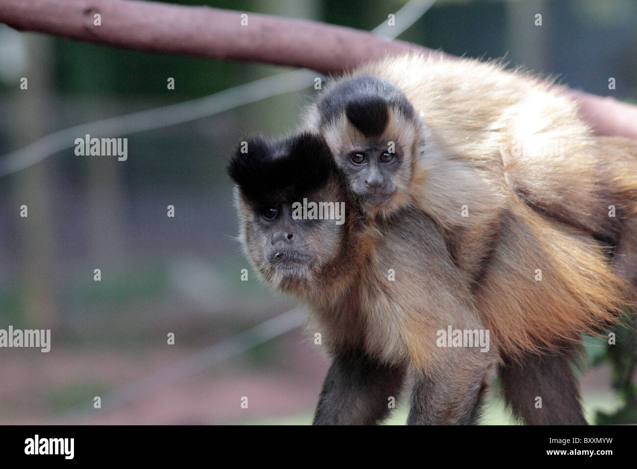 Capuchin monkey primate baby hi-res stock photography and images - Alamy