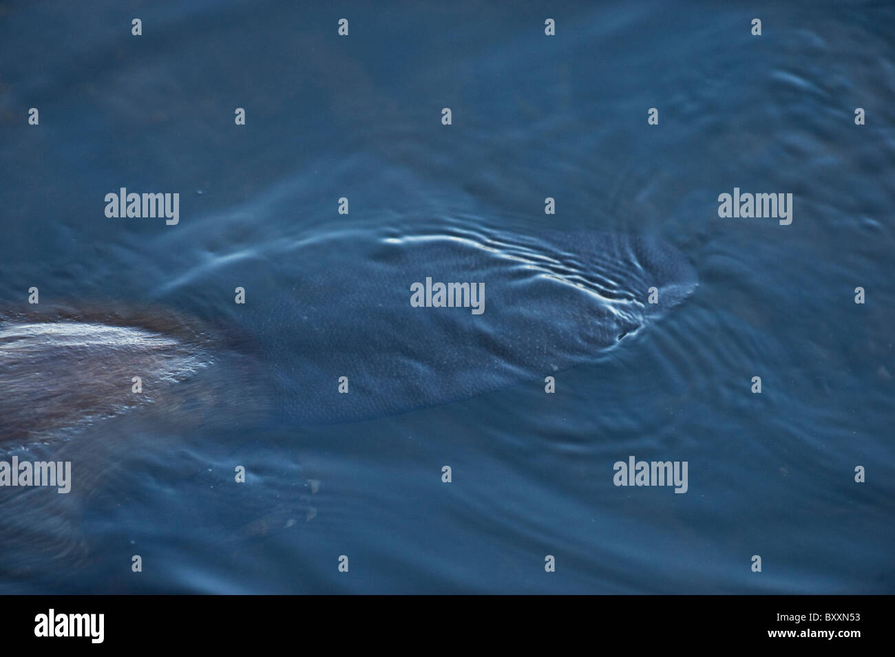 Beaver tail close up hi-res stock photography and images - Alamy