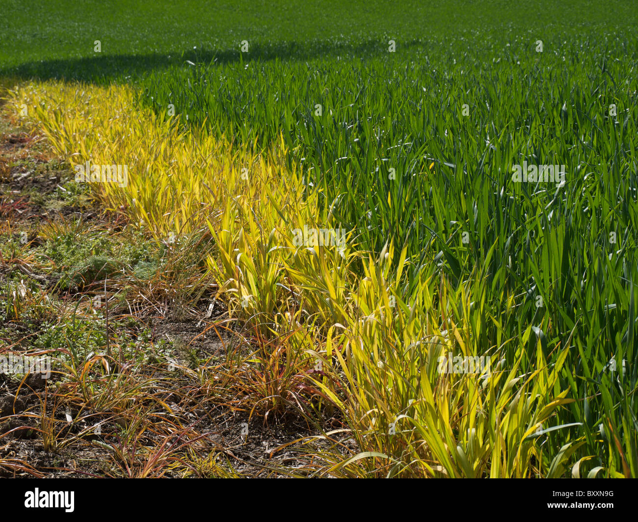 Maize cultivation hi-res stock photography and images - Alamy