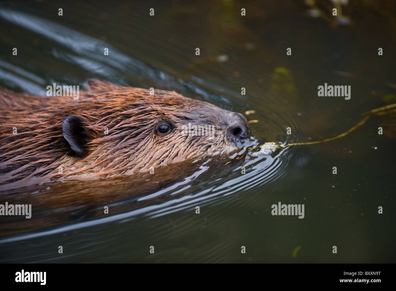 A close up side view of a beavers face as he swims past Stock Photo - Alamy
