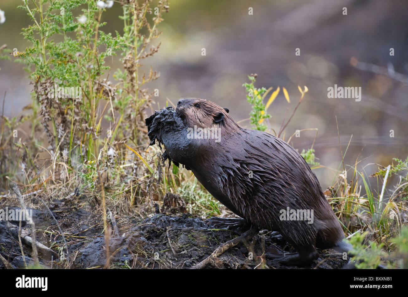 Side view adult beaver caring hi-res stock photography and images - Alamy