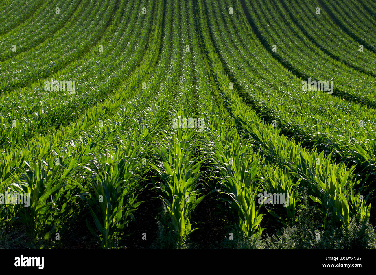 Maize cultivation hi-res stock photography and images - Alamy