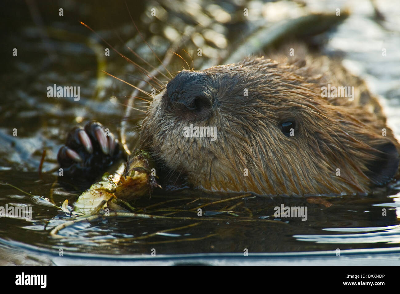 A close up image of a beaver hauling a tree branch through the water to ...
