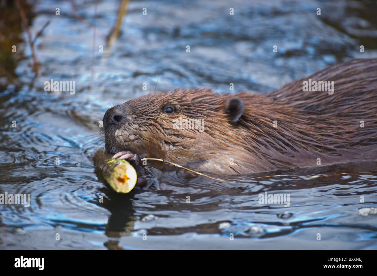 Beaver tree hi-res stock photography and images - Alamy
