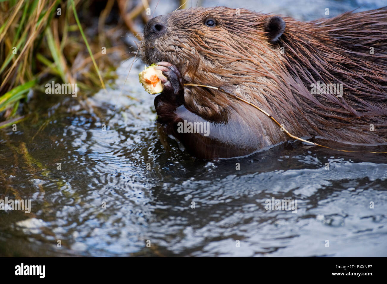 Hauling water hi-res stock photography and images - Alamy