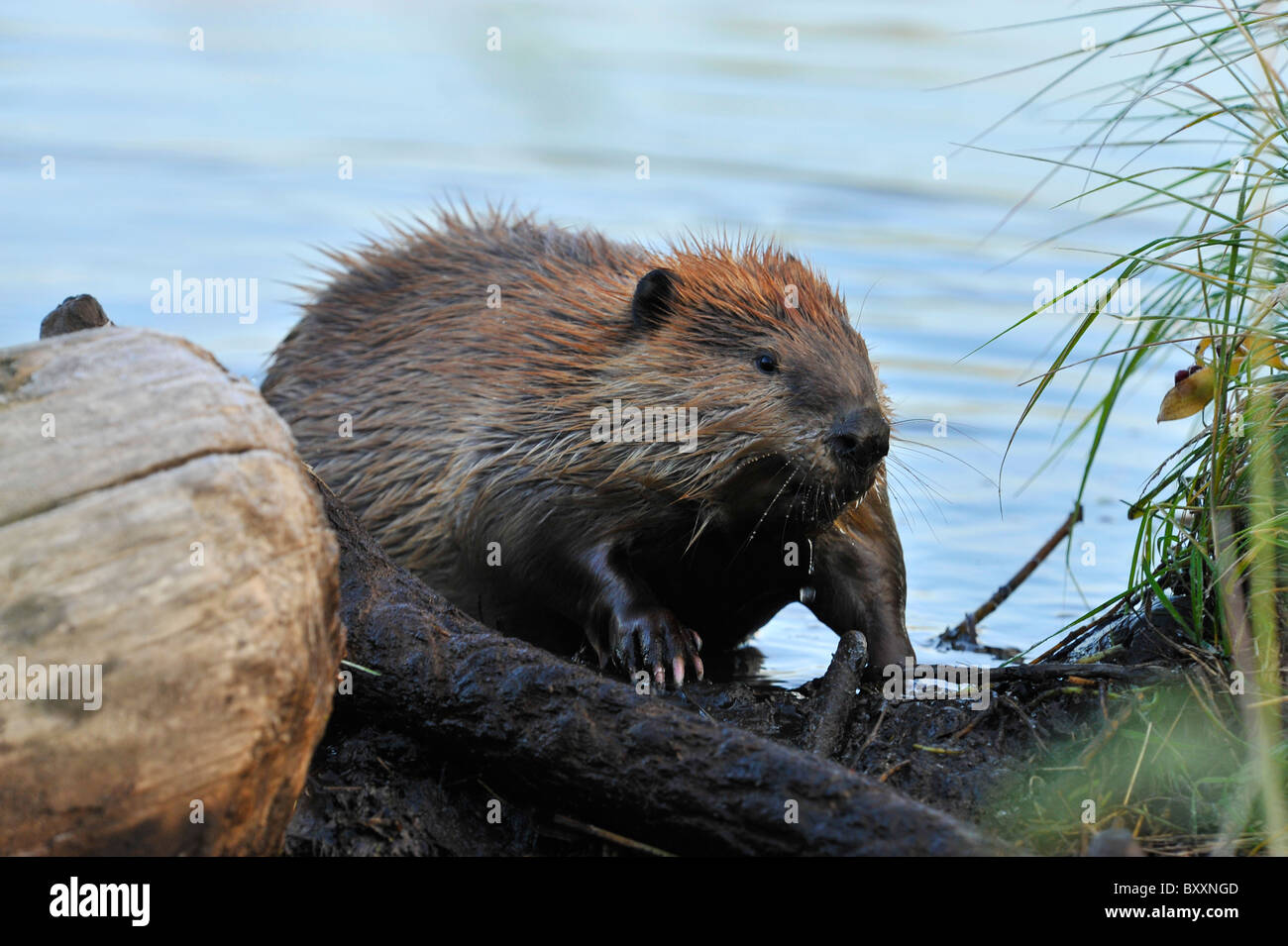 A front view of a beaver inspecting a low spot on the beaver dam Stock ...