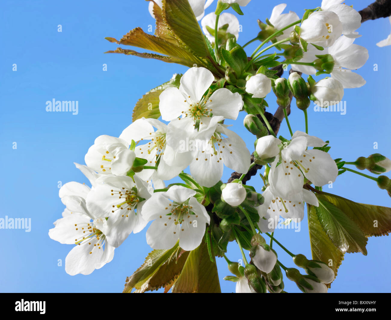 Cherry blossom growing Stock Photo - Alamy