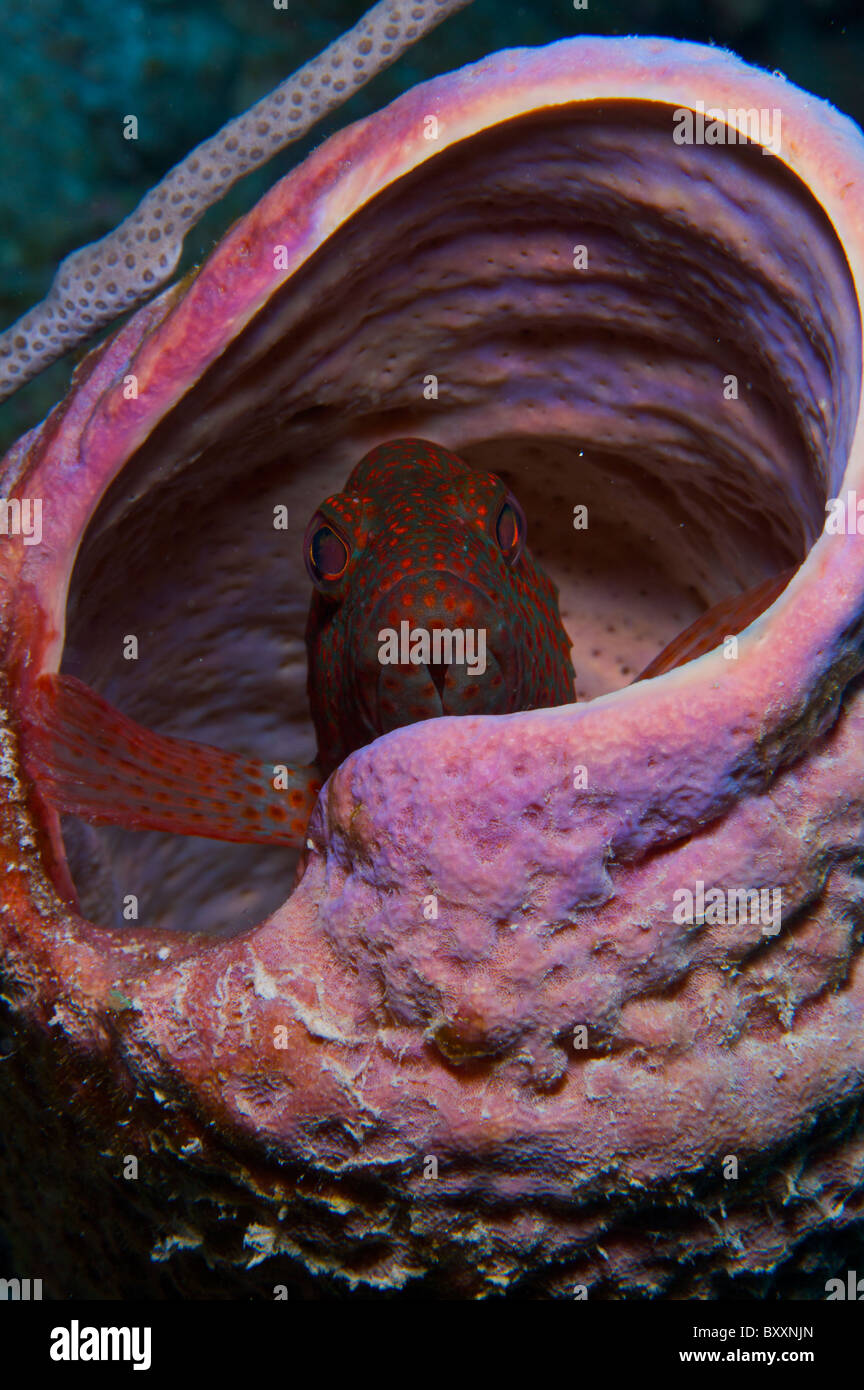 Bonaire reef – dutch caribbean hi-res stock photography and images - Alamy