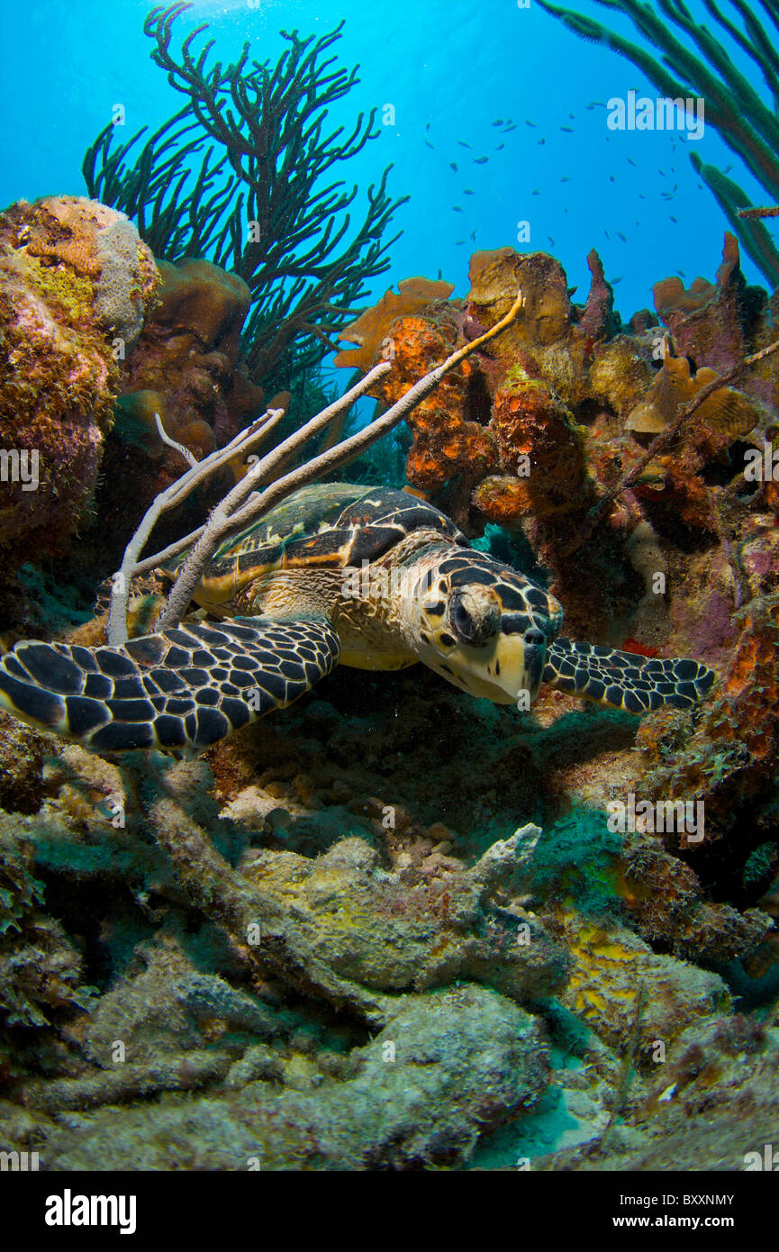 Hawksbill turtle in coral reef Bonaire Dutch Caribbean marine park ...