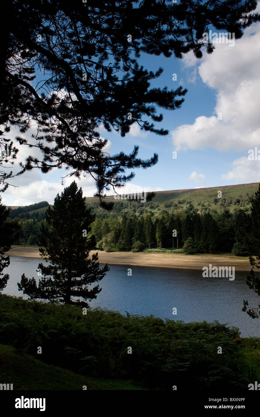 Derwent & Alp Trees Stock Photo - Alamy