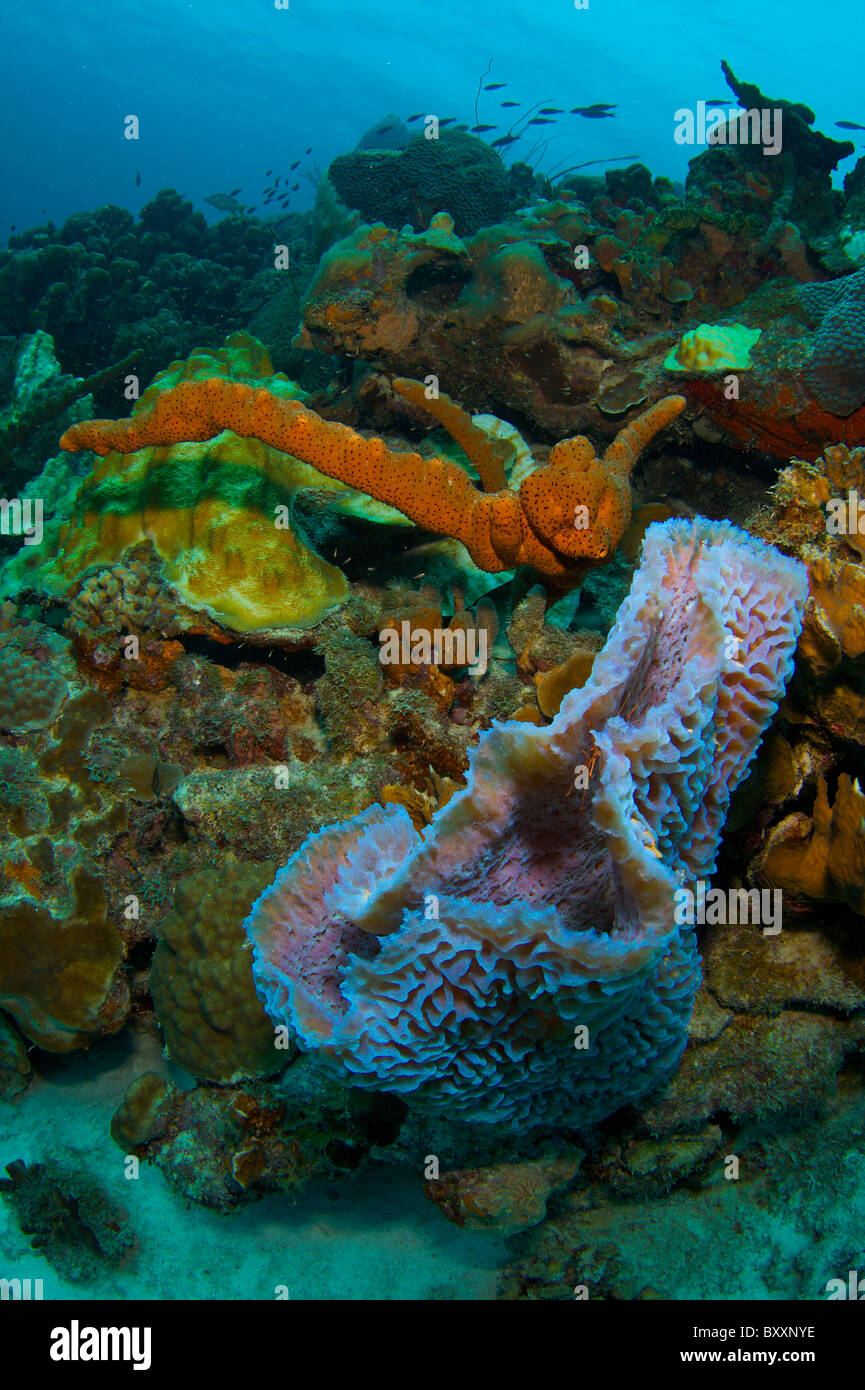 Coral reef Bonaire Dutch Caribbean Netherlands Antilles Stock Photo - Alamy