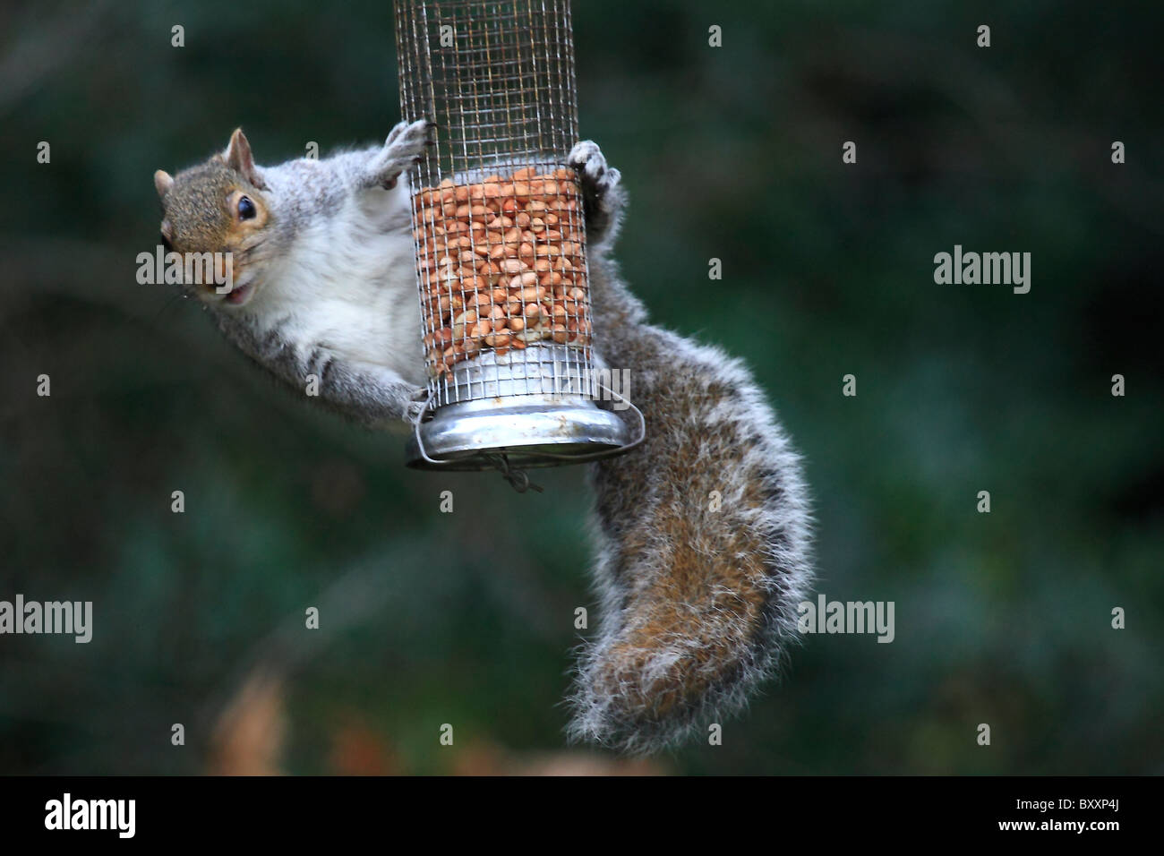 Squirrel takign food from a bird feeder Stock Photo - Alamy