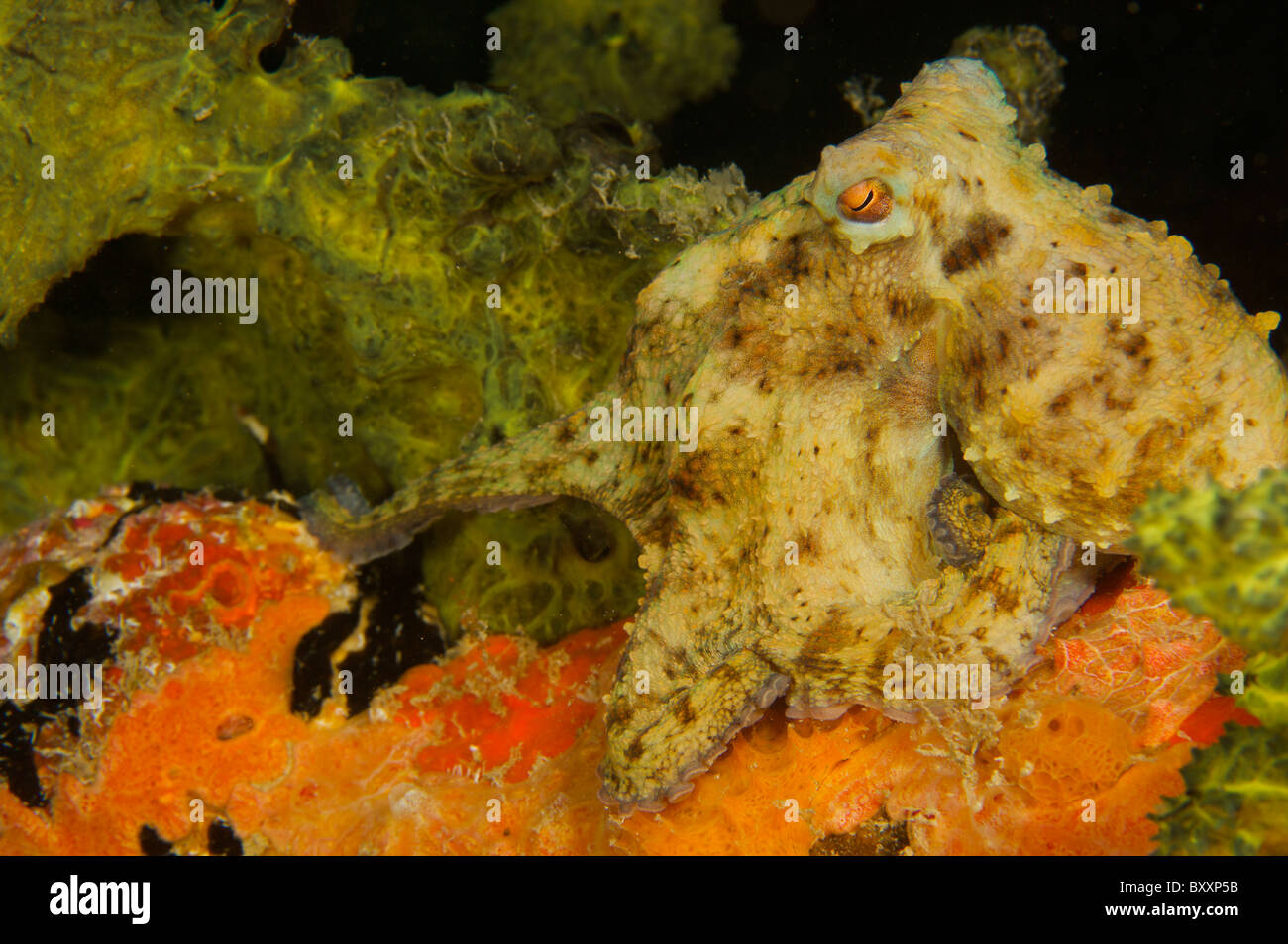 Scuba bonaire marine park hi-res stock photography and images - Alamy