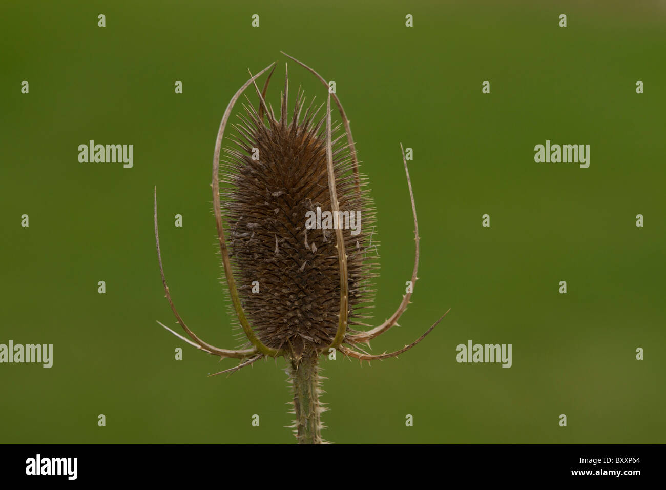 Fall colors. Thistle head in front of a green field Stock Photo - Alamy