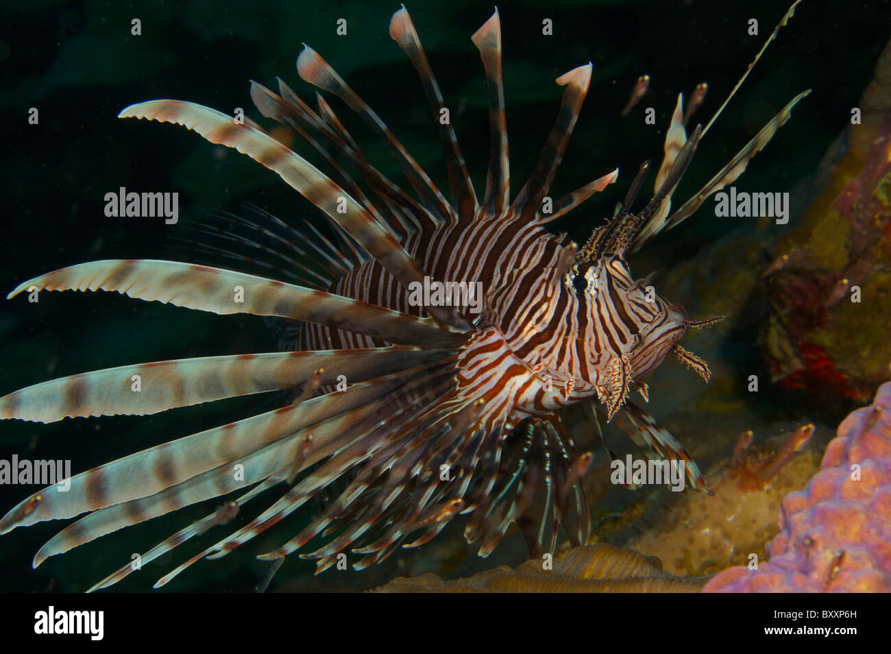 Coral reef Bonaire Dutch Caribbean Netherlands Antilles Stock Photo - Alamy