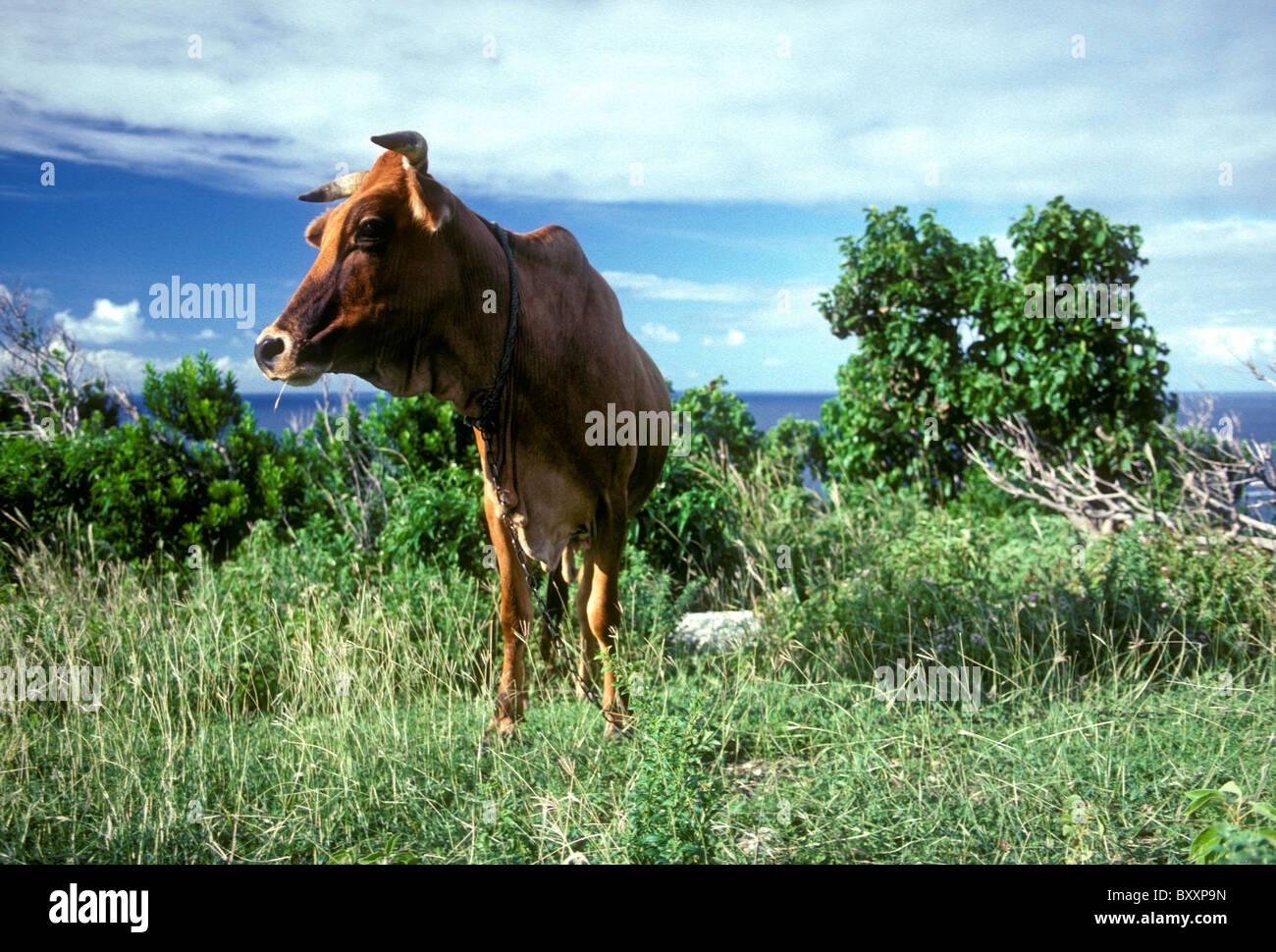 Tethered cows hi-res stock photography and images - Alamy