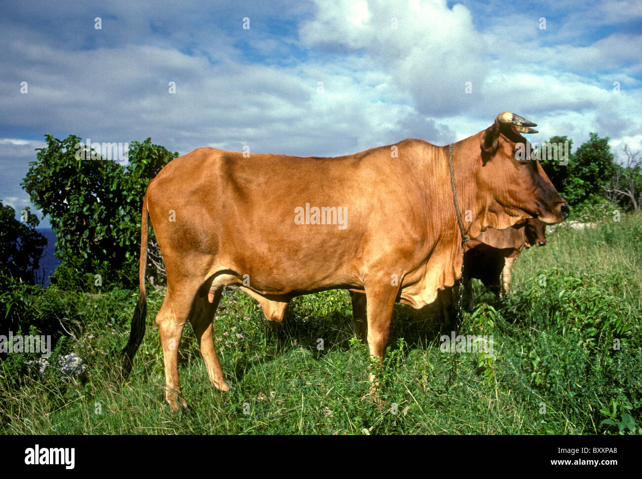 cow, cows, cattle, grazing, pasture, farm, farmstead, near town of ...
