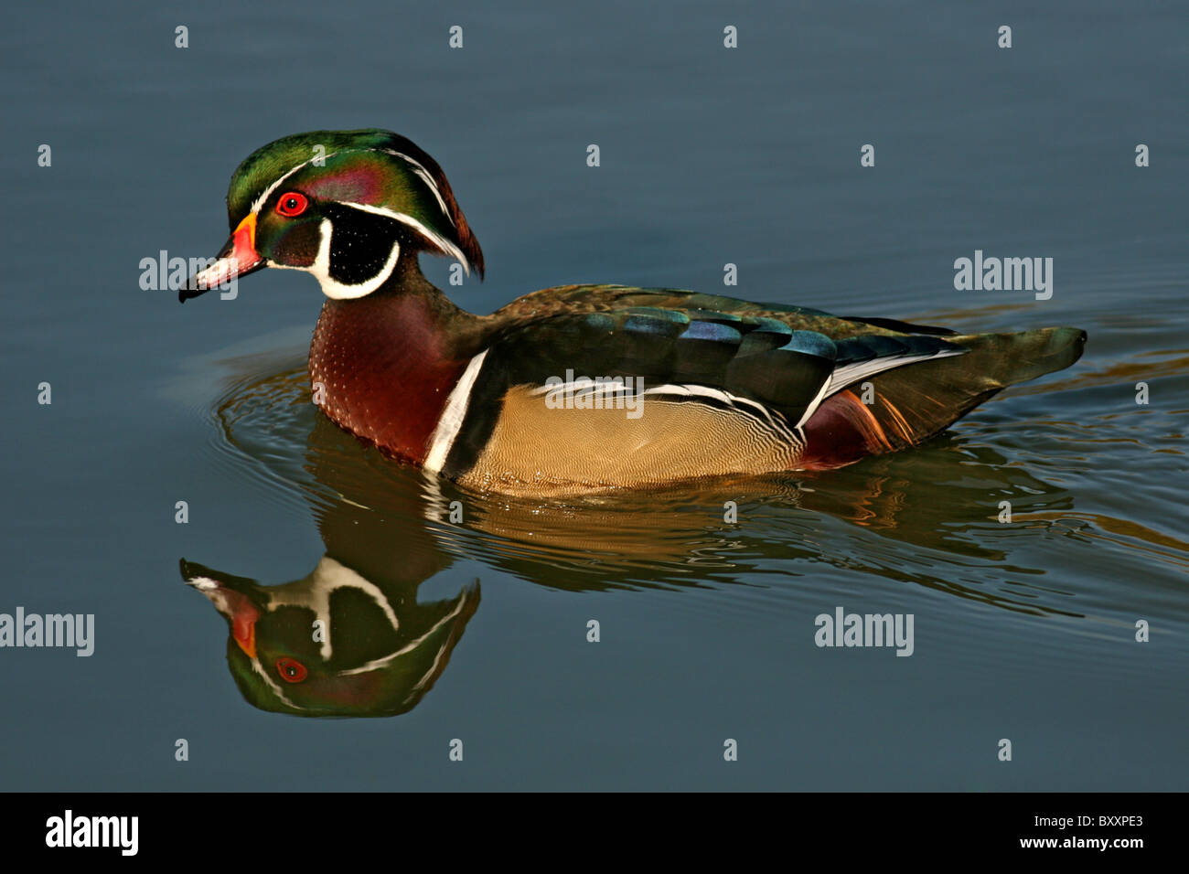 Wood duck reflecting in pond Stock Photo - Alamy