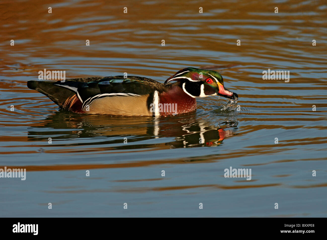 North chagrin reservation hi-res stock photography and images - Alamy