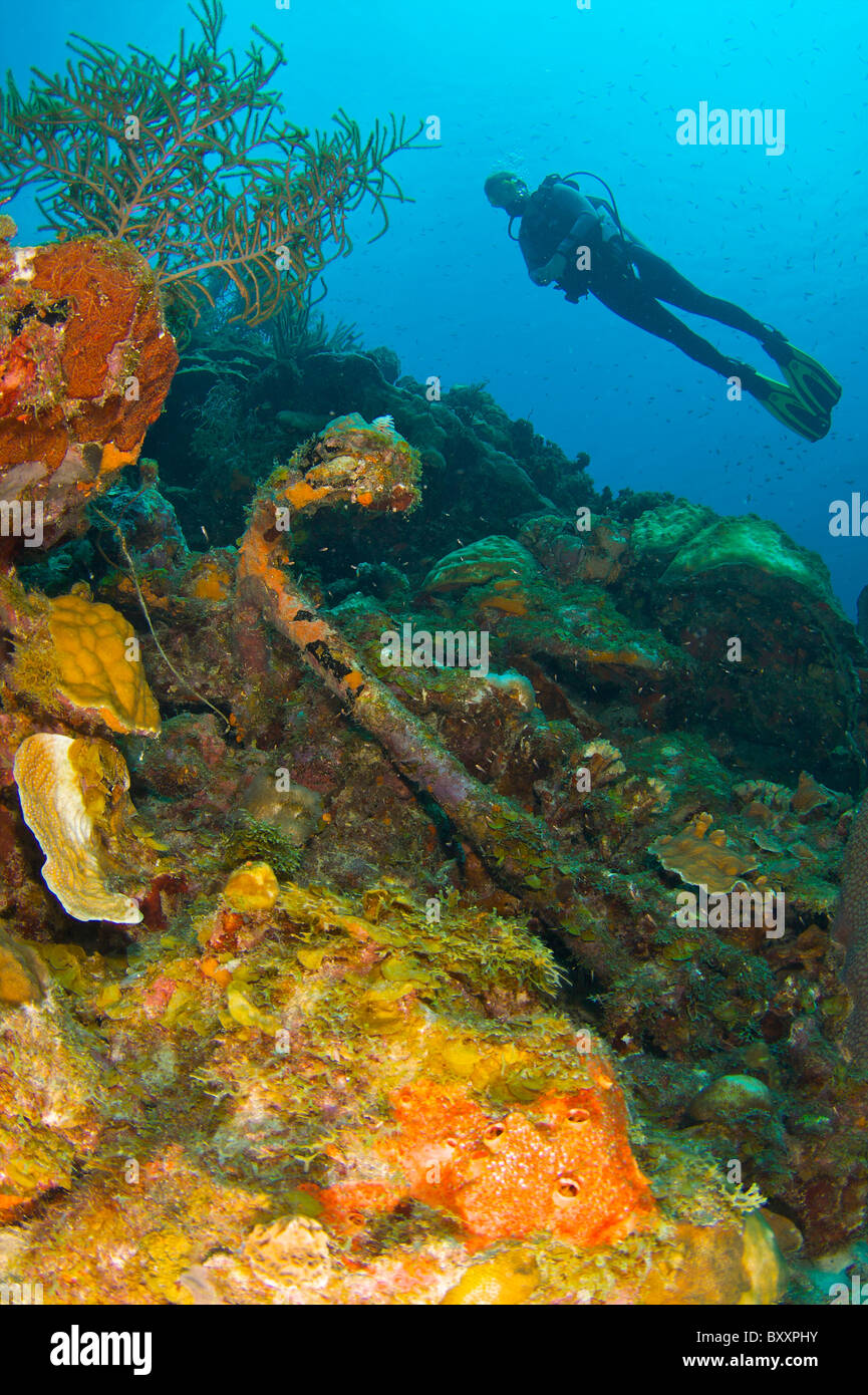 Coral reef Bonaire Dutch Caribbean Netherlands Antilles Stock Photo - Alamy