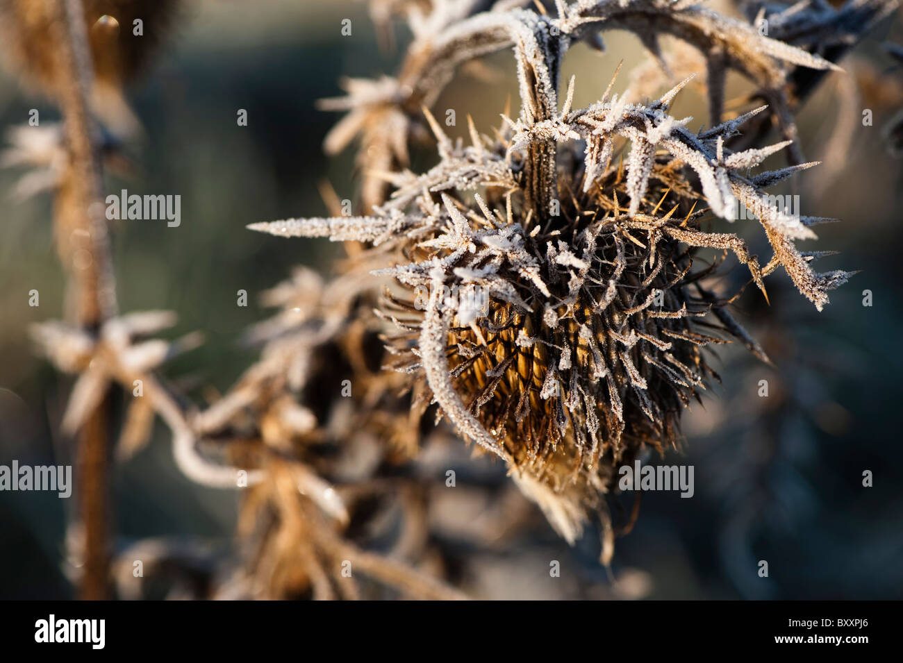Fall dried thistle hi-res stock photography and images - Alamy