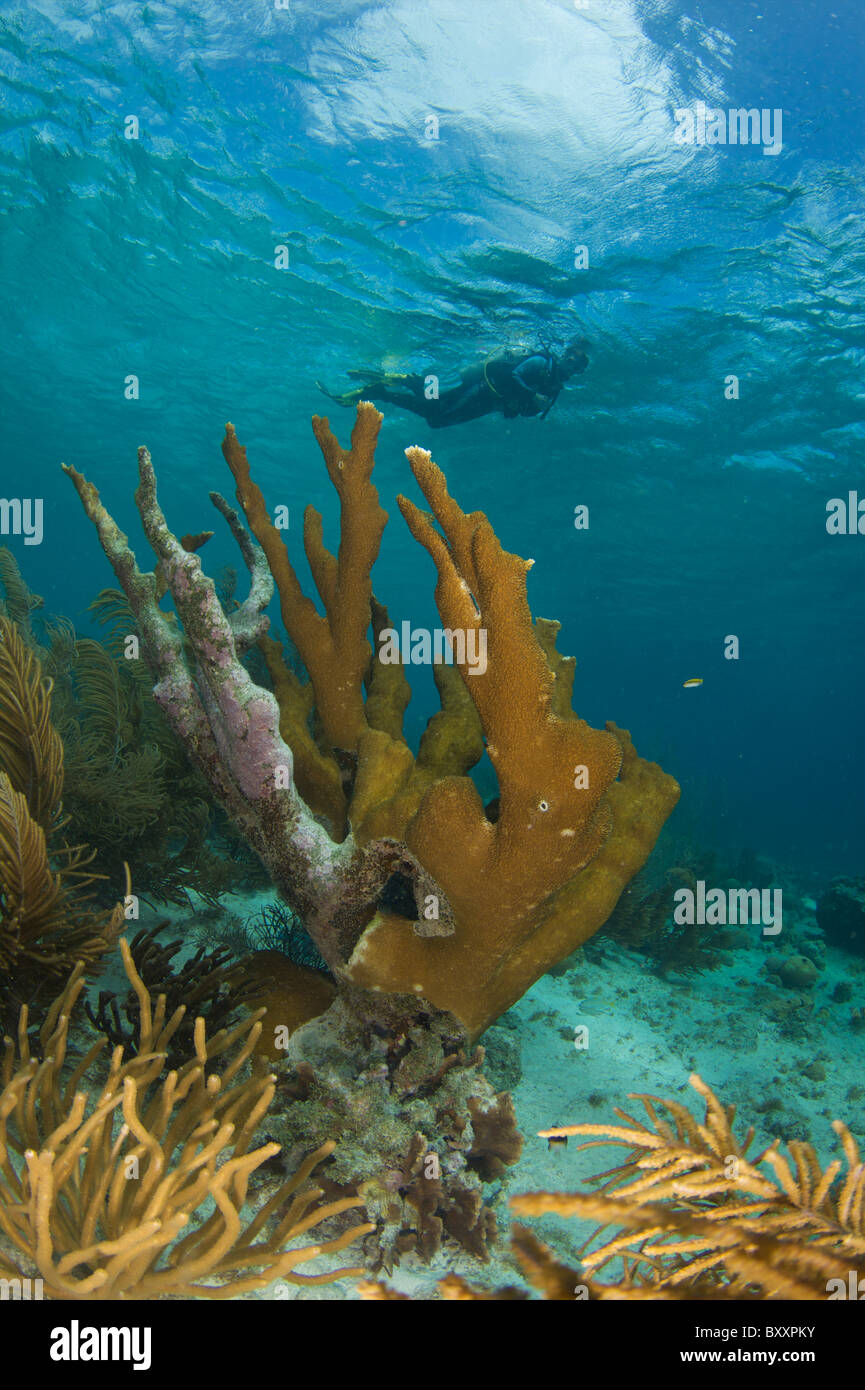 Coral reef Bonaire Dutch Caribbean Netherlands Antilles Stock Photo - Alamy