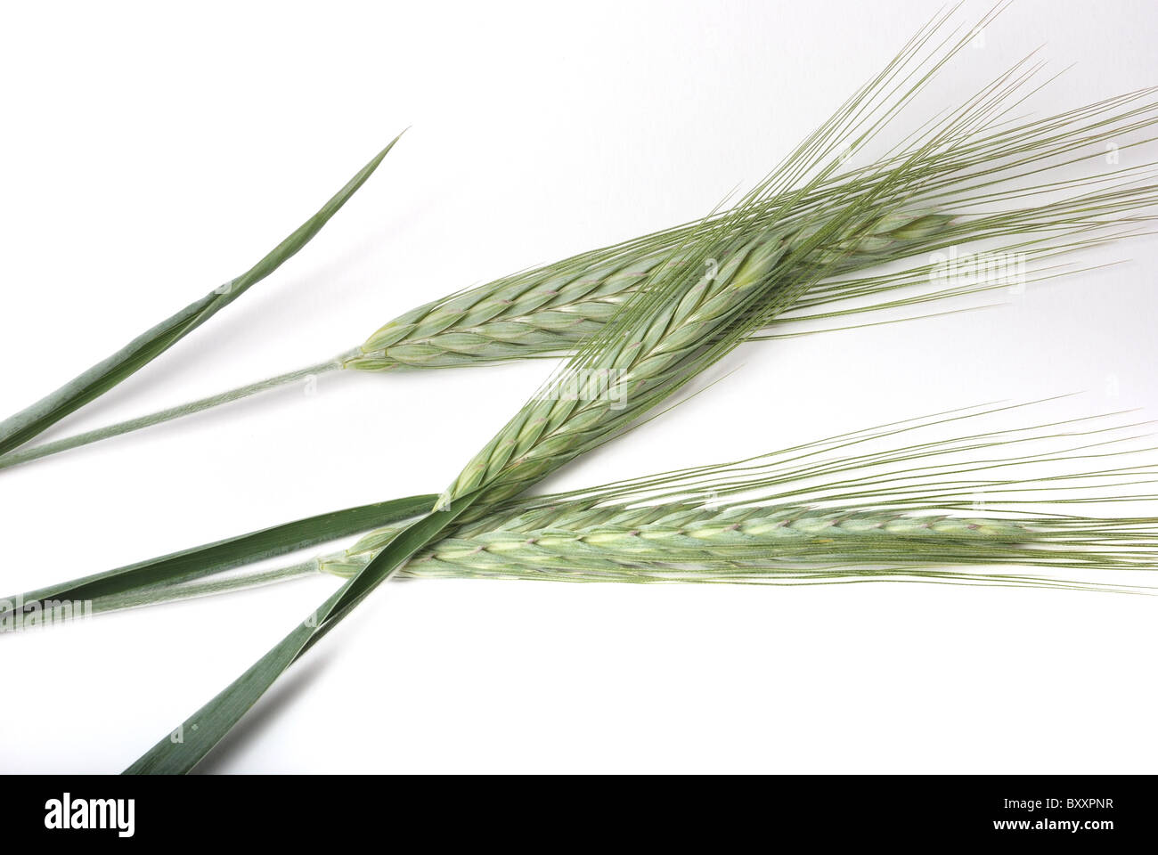 Haver plant hi-res stock photography and images - Alamy