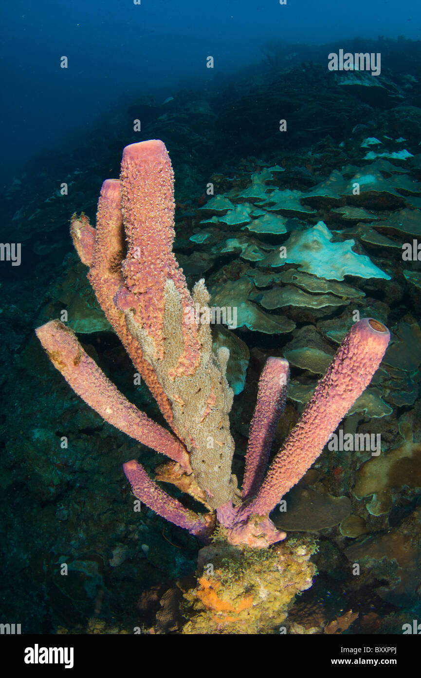 Coral reef Bonaire Dutch Caribbean Netherlands Antilles Stock Photo - Alamy