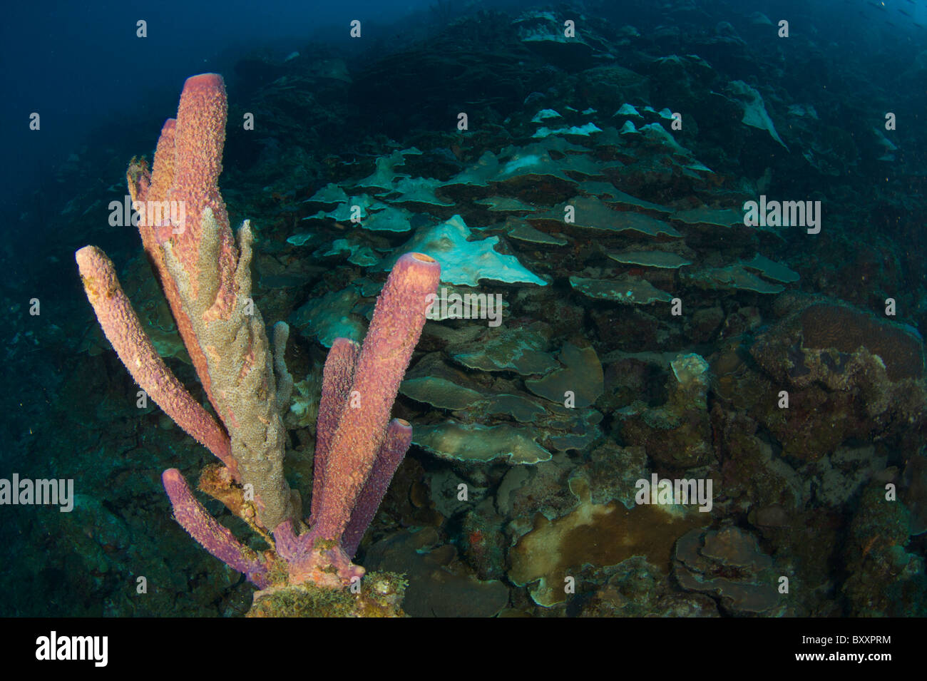 Coral reef Bonaire Dutch Caribbean Netherlands Antilles Stock Photo - Alamy