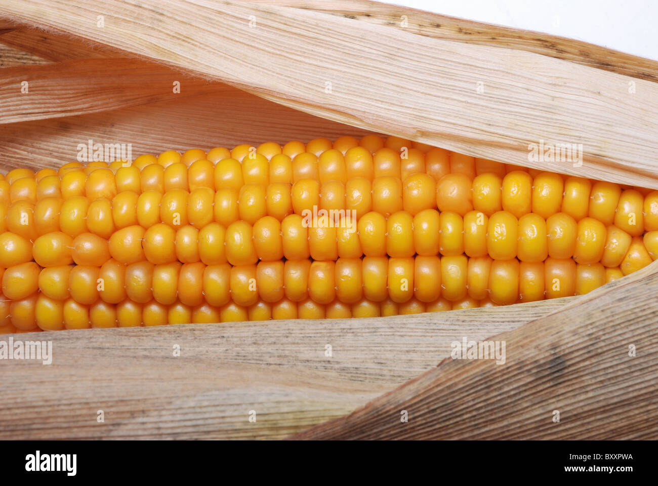 An ear of ripe corn Stock Photo - Alamy