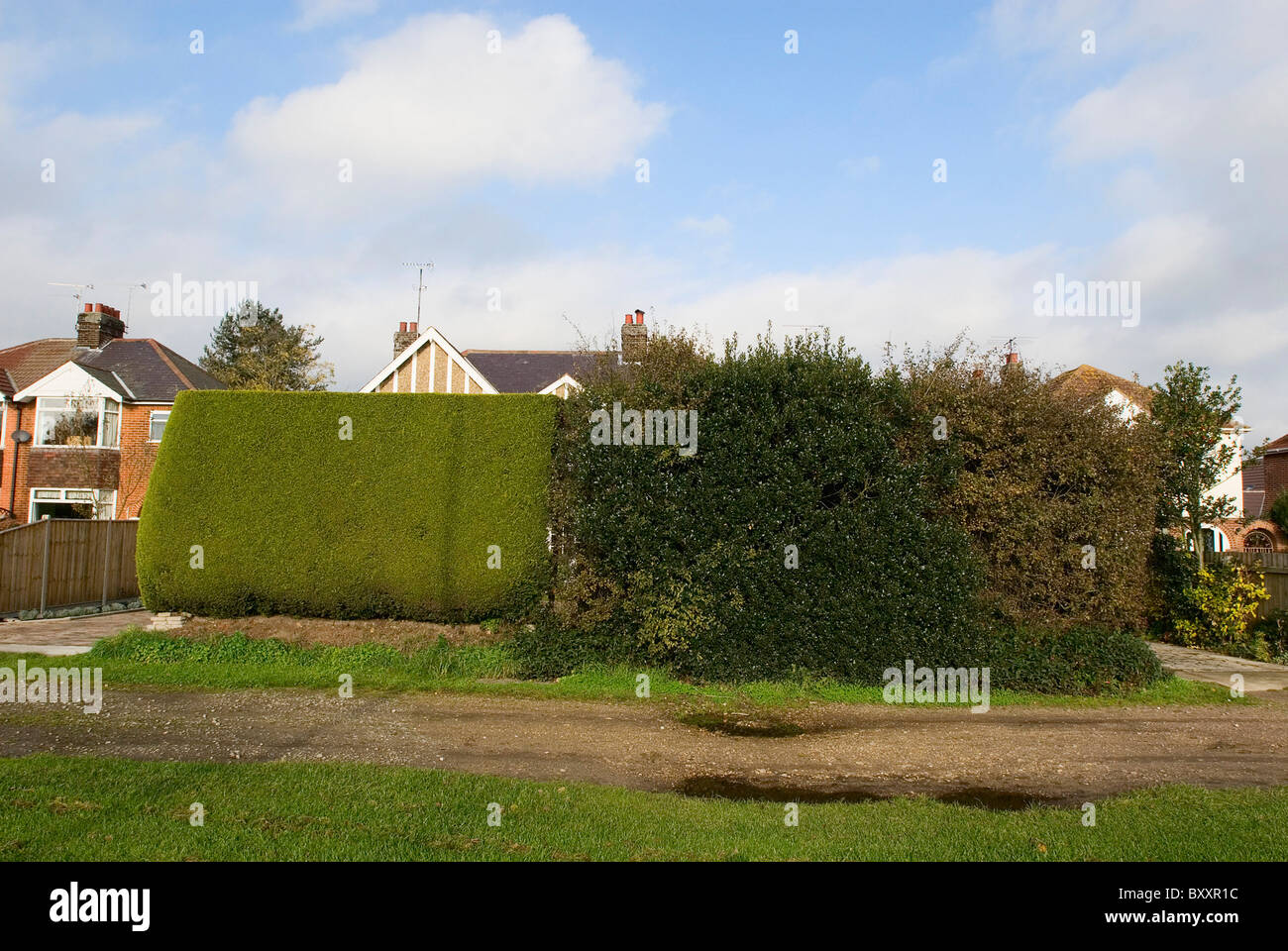 Tidy and unkempt hedge Stock Photo - Alamy