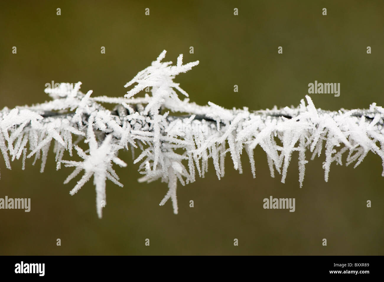 Close up of barbed wire covered in hoar frost Stock Photo - Alamy