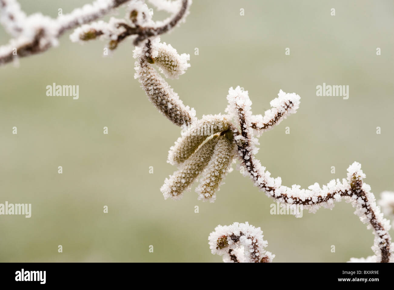 Corkscrew or Contorted Hazel, Corylus avellana 'Contorta', covered in a ...