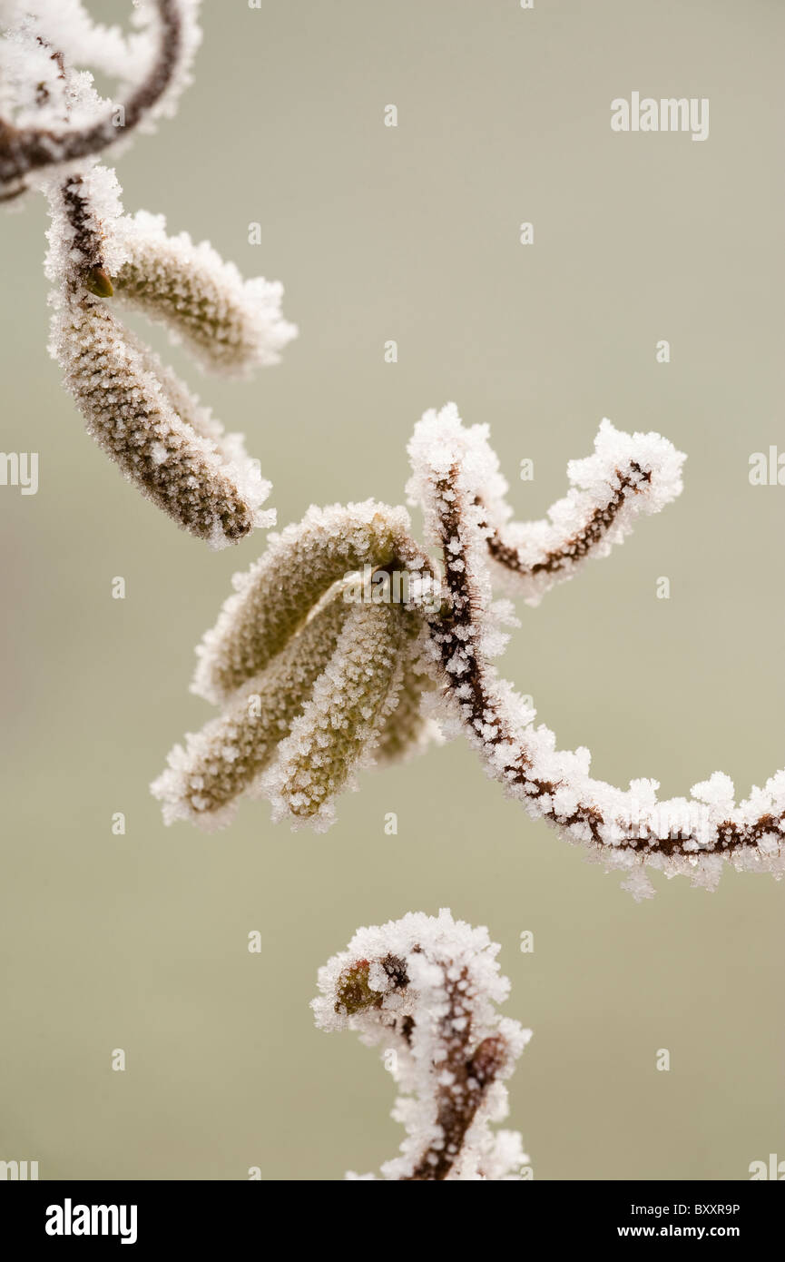 Corkscrew or Contorted Hazel, Corylus avellana 'Contorta', covered in a ...
